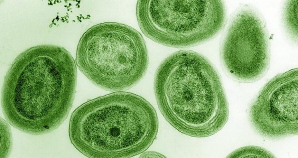 Fotosíntesis oxigénica - La vida de las cianobacterias marinas.