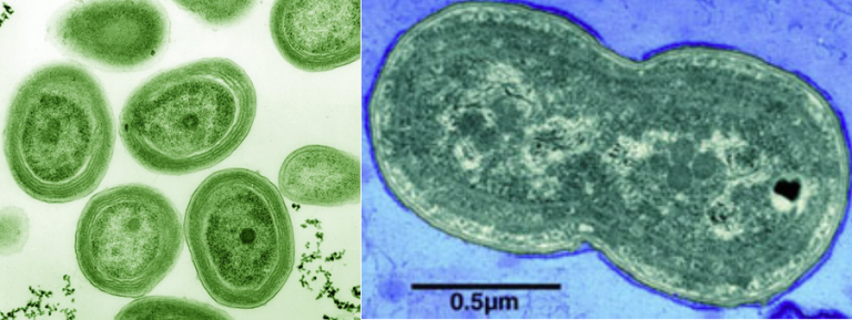 La vida de las cianobacterias marinas. 🦠| Microbiología | ¡Descubrelo!