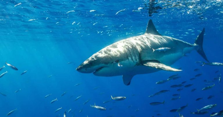 ¿Qué Es La Biología Marina? Los Ecosistemas Marinos
