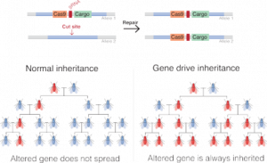 ¿Qué Es El Gene Drive Y Cómo Puede Ayudarnos A Vencer Enfermedades?