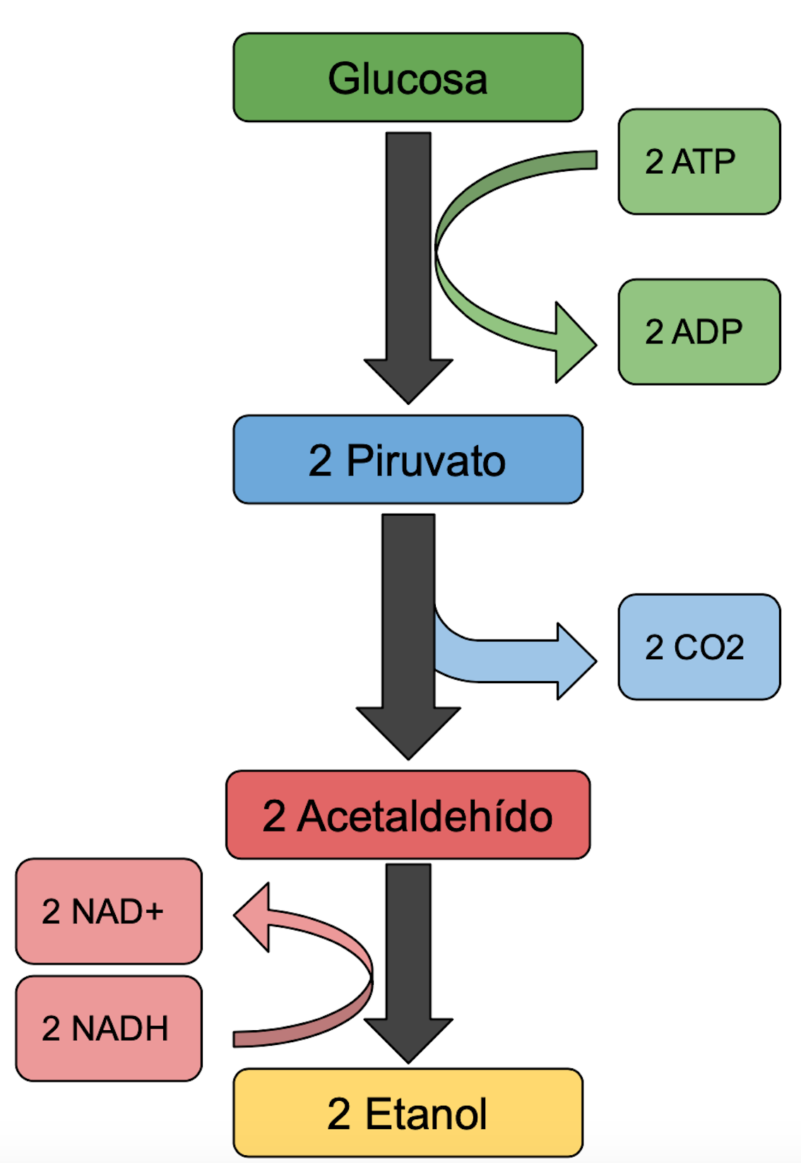 La Fermentación De La Cerveza, Todo Lo Que Hay Detrás