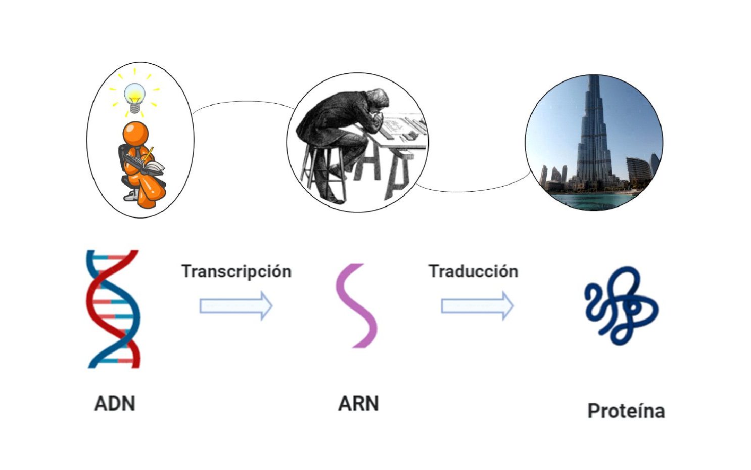 ¿Qué Son Las Vacunas De ARN Mensajero Y Cómo Funcionan? - Microbacterium