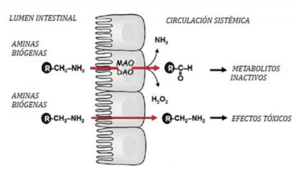 La Tiramina, La Amina Que Te Las Da Con Queso - Microbacterium