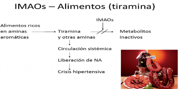 La Tiramina, La Amina Que Te Las Da Con Queso - Microbacterium