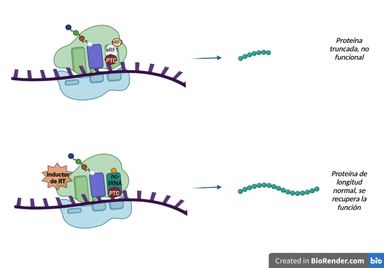 Ribosomas Saltándose Los Stops: Readthrough - Microbacterium