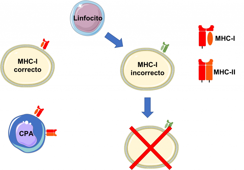 Trasplantes: Inicios Y éxitos Recientes - Microbacterium