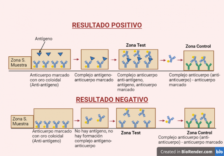 Test De Antígenos ¿qué Son Y Cómo Funcionan?