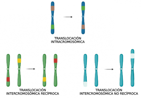 2 Translocaciones Que Debes Conocer: Síndrome De Down Familiar Y ...