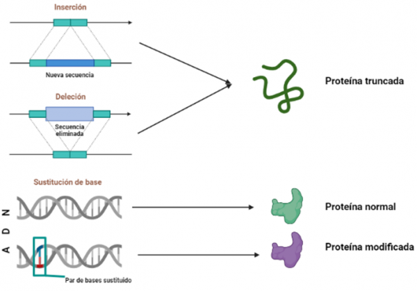 ¿Qué Deberíamos Saber De Las Mutaciones Y Los Mutágenos? Riesgos Y ...
