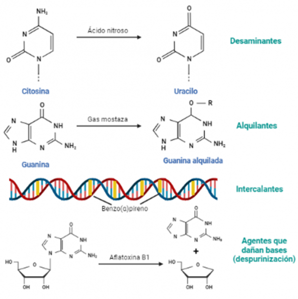 ¿Qué Deberíamos Saber De Las Mutaciones Y Los Mutágenos? Riesgos Y ...