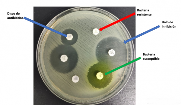La Resistencia A Antibióticos - Microbacterium