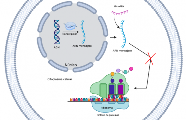 MicroARN: Qué Son Y Cuál Es Su Relación Con El Deporte