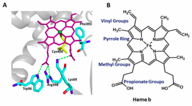 Citocromo P-450, ¿qué Es Y Cuál Es Su Importancia Clínica?