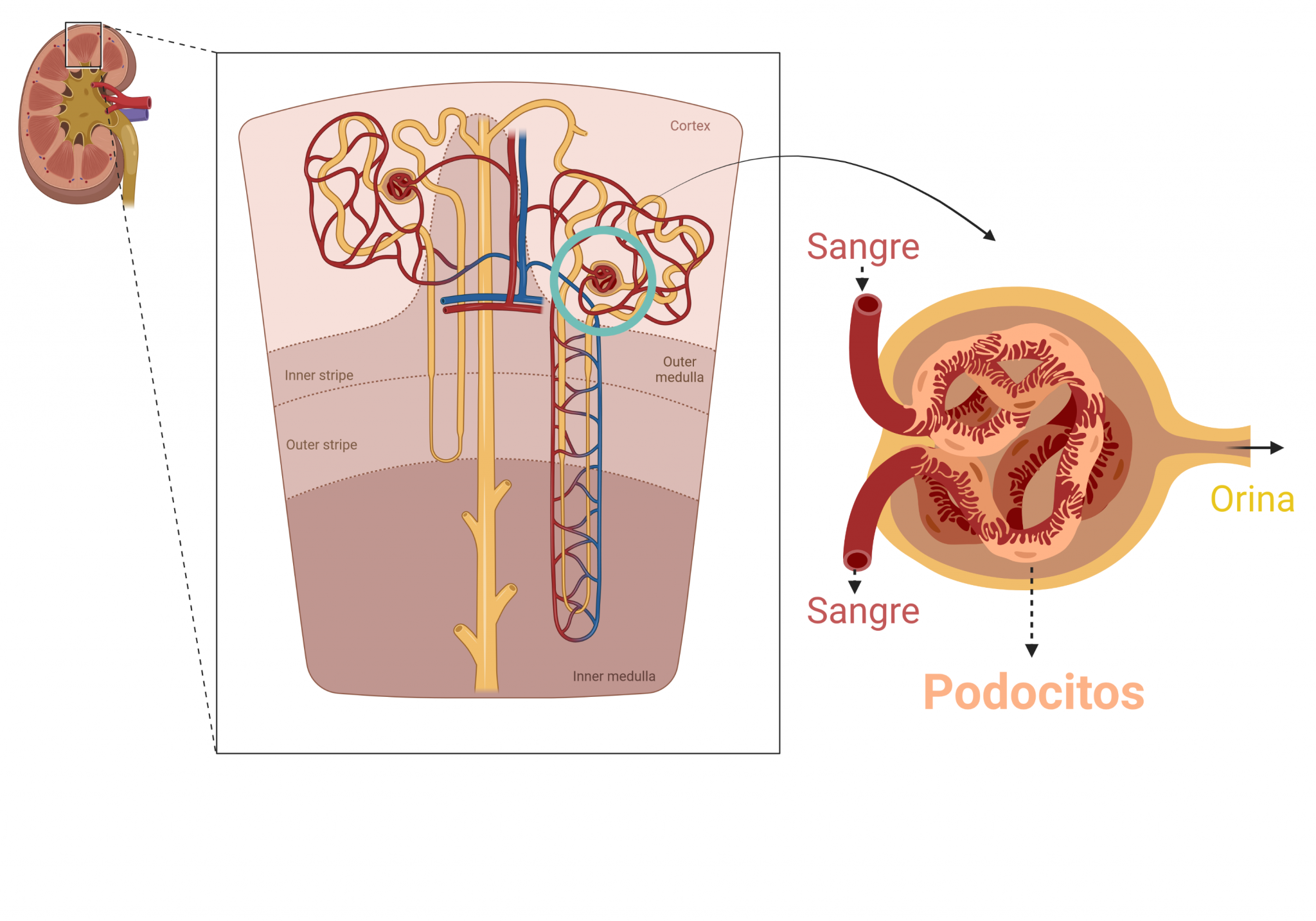 Orina: ¿para Qué Sirve Y Por Qué La Tiras? - Microbacterium