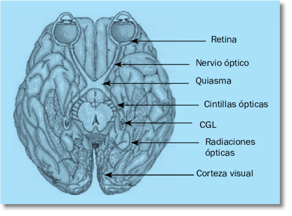 Cerebro-ordenador Comparados En La Anatomía Computacional
