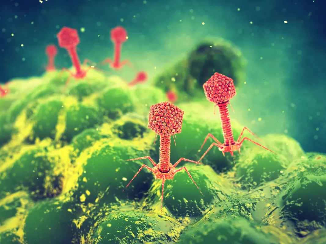 ¿Se Pueden Usar Los Virus Bacterianos Como Terapia? - Microbacterium