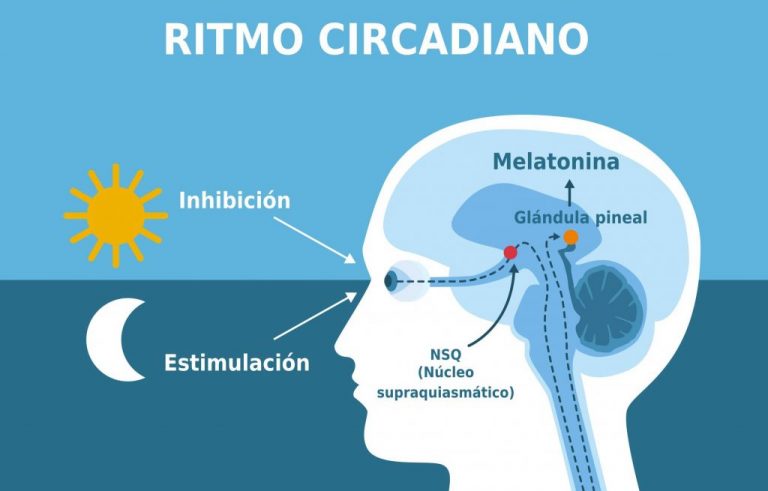 Cronobiología: El Reloj De La Salud Y La Enfermedad