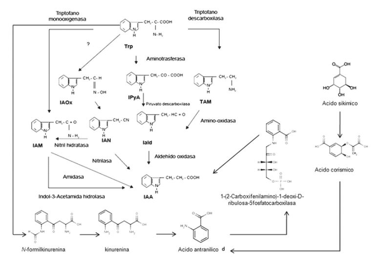 Auxinas: ¿qué son y para qué se utilizan?