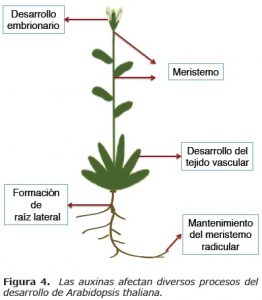 Auxinas, Las Hormonas De Crecimiento De Las Plantas