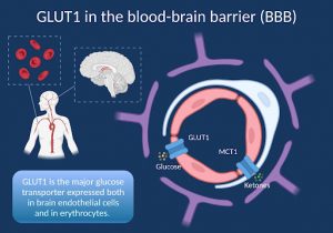 GLUT1, Un Transportador De Glucosa Esencial